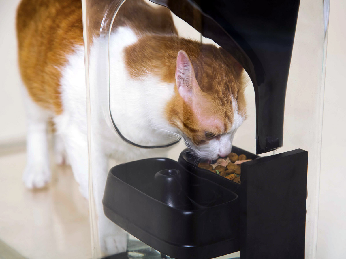This smart feeding station uses face recognition and scales to stop ...